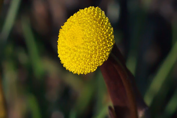 Asteraceae - korgblommiga växter