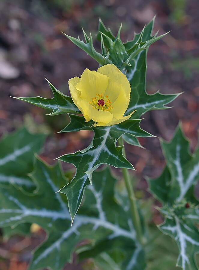 Papaveraceae - vallmoväxter